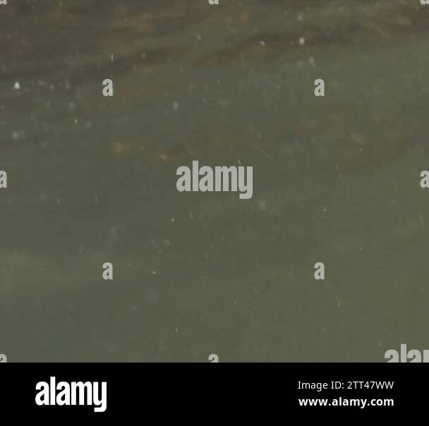 Murky underwater Stock Videos & Footage - HD and 4K Video Clips - Alamy