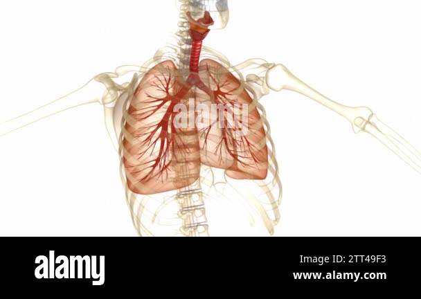 Human lungs trachea skeleton Stock Videos & Footage - HD and 4K Video ...