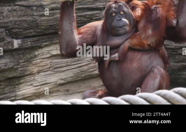 Go ape child Stock Videos & Footage - HD and 4K Video Clips - Alamy