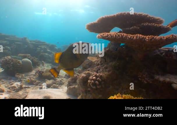 Trigger fish can easily bite with their powerful teeth are very hard ...