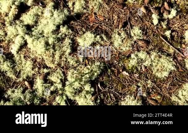 Lung moss Stock Videos & Footage - HD and 4K Video Clips - Alamy