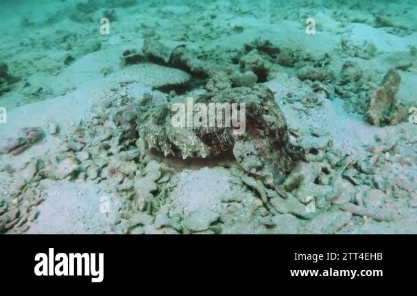 Camouflaged cuttlefish, changing its color to match the sand bottom ...