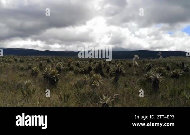 Neotropical high mountain biome Stock Videos & Footage - HD and 4K ...