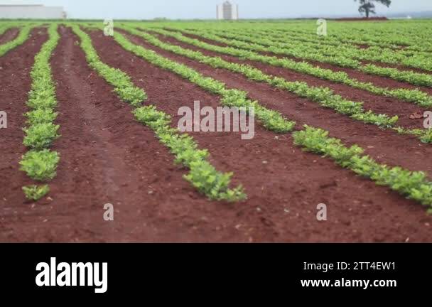 Groundnut plantation Stock Videos & Footage - HD and 4K Video Clips - Alamy