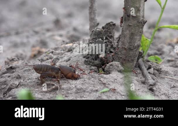 Family of large burrowing insects. Production of formic family. Ants ...