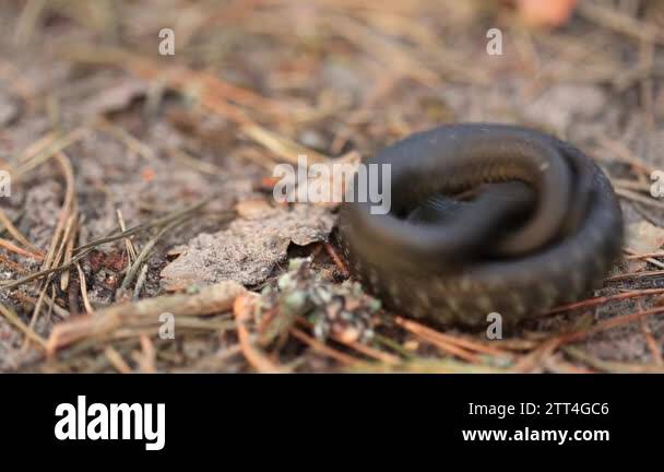 Grass Snake Natrix Natrix Adder In Forest Early Spring Forest. Snake ...