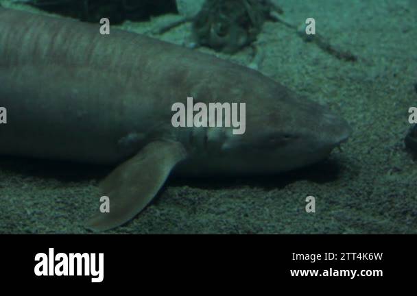 Female shark mating Stock Videos & Footage - HD and 4K Video Clips - Alamy