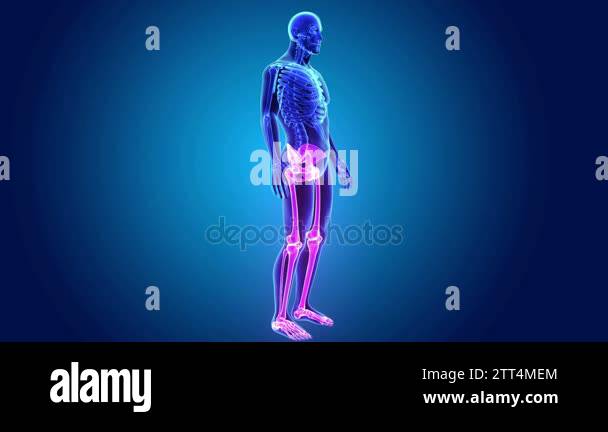Limbs anatomy Stock Videos & Footage - HD and 4K Video Clips - Alamy