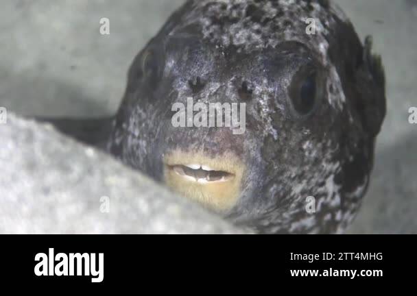 Pufferfish in sand Stock Videos & Footage - HD and 4K Video Clips - Alamy