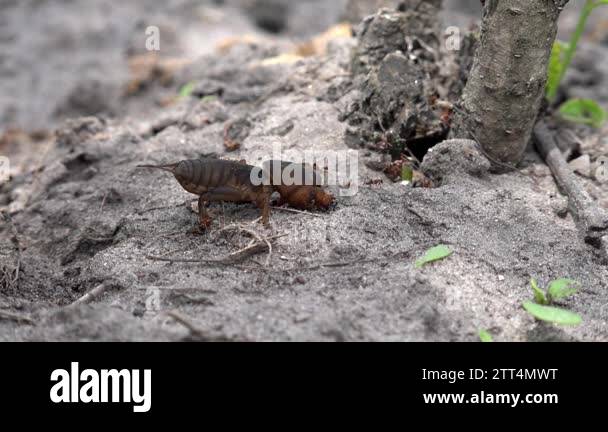Family of large burrowing insects. Production of formic family. Ants ...