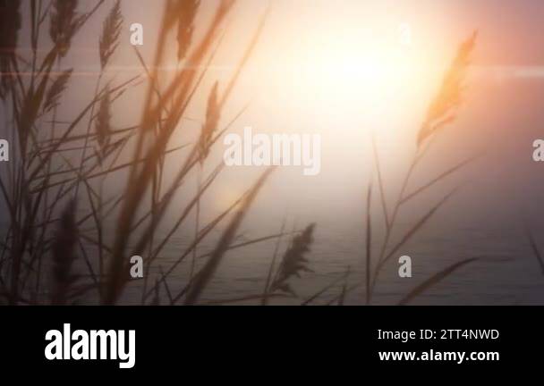 Grass water sun Stock Videos & Footage - HD and 4K Video Clips - Alamy