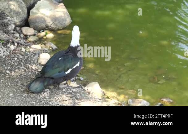 Muscovy duck native central Stock Videos & Footage - HD and 4K Video ...