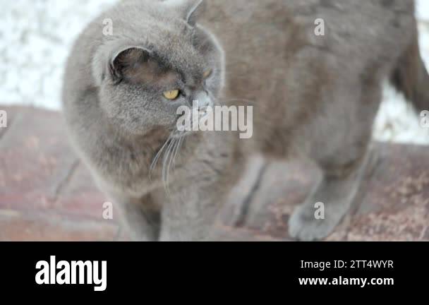 Scottish animal Stock Videos & Footage - HD and 4K Video Clips - Alamy