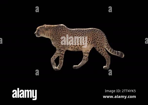 Cheetah slowly walking seamlessly looped on black screen, real shot ...