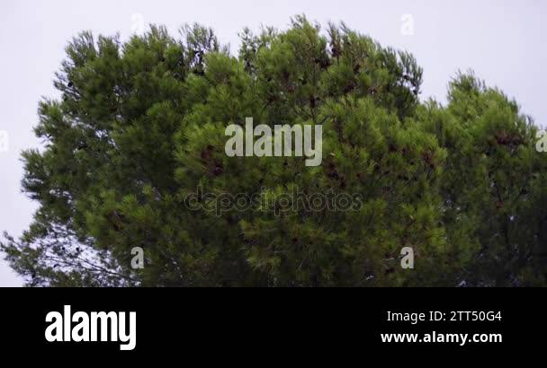 Conifer coniferous Stock Videos & Footage - HD and 4K Video Clips - Alamy