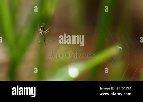 Insect insects spider spin Stock Videos & Footage - HD and 4K Video ...