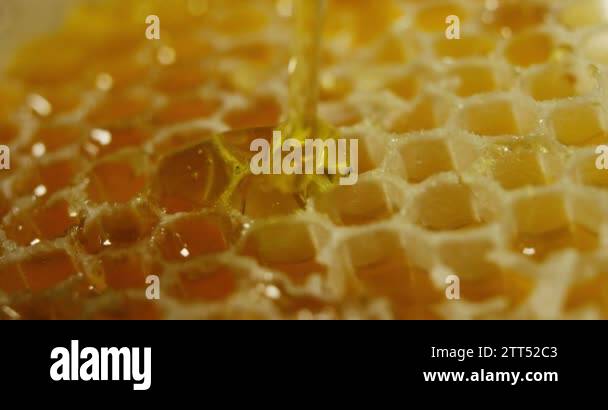 biological and genuine honey drips inside a jar. I honeycomb dripping ...