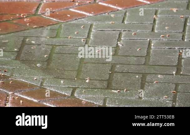 Slab paving pavement Stock Videos & Footage - HD and 4K Video Clips - Alamy