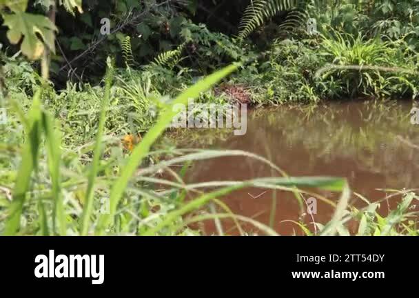 Jungle pond Stock Videos & Footage - HD and 4K Video Clips - Alamy