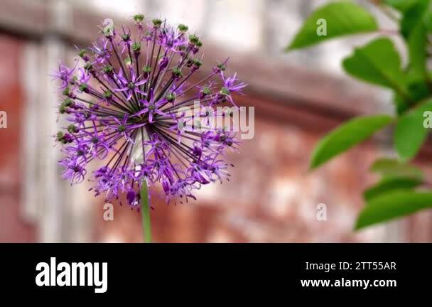 Onion decorative. Allium. Inflorescences. A miracle of the balls. The ...