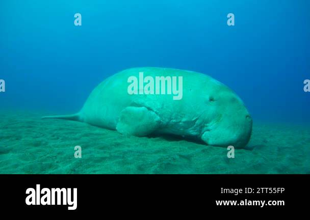 A dugong dugong Stock Videos & Footage - HD and 4K Video Clips - Alamy