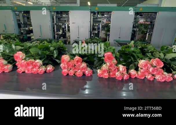 Flower production distribution Stock Videos & Footage - HD and 4K Video ...