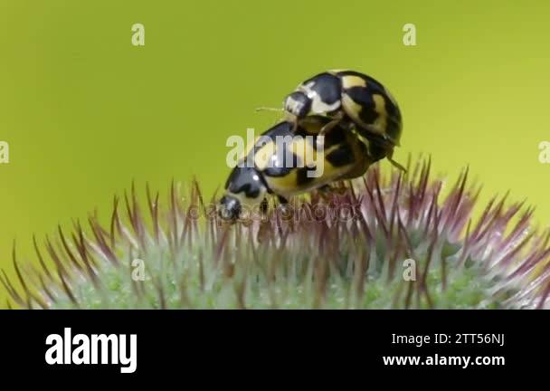 Ladybird poppy up close Stock Videos & Footage - HD and 4K Video Clips ...