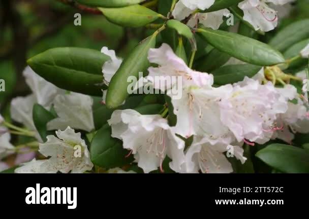 white purple flowers of a Rhododendron inflorescence Rhododendron ...