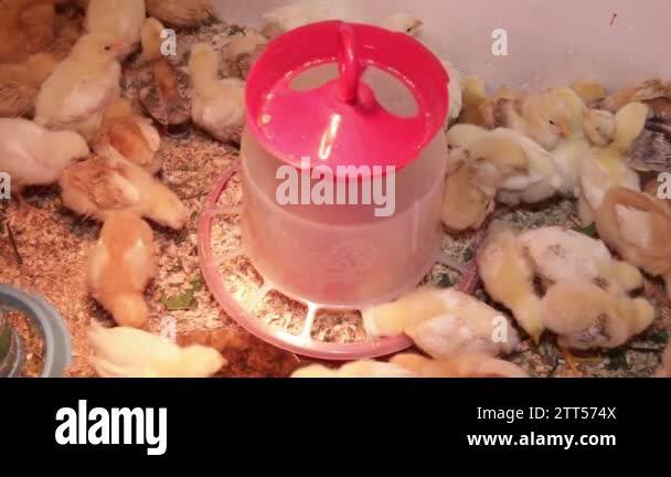Young baby chicks factory Stock Videos & Footage - HD and 4K Video ...