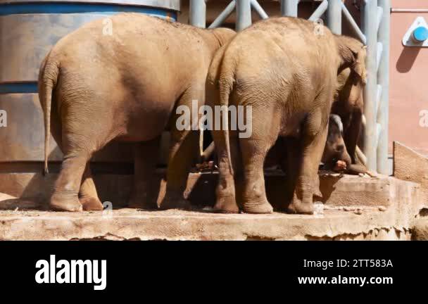 Elephant feet zoo Stock Videos & Footage - HD and 4K Video Clips - Alamy