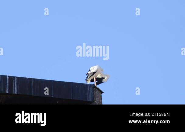 Stork tower Stock Videos & Footage - HD and 4K Video Clips - Alamy