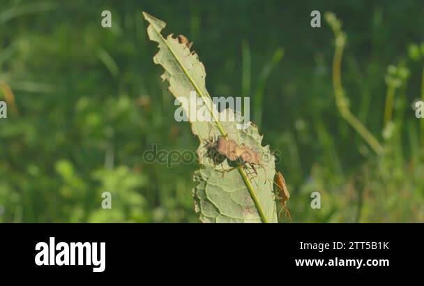 Skunk leaf Stock Videos & Footage - HD and 4K Video Clips - Alamy