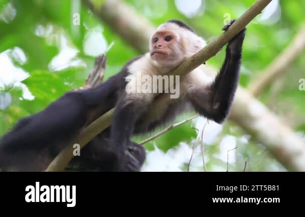 Wild white faced capuchin cebus Stock Videos & Footage - HD and 4K ...