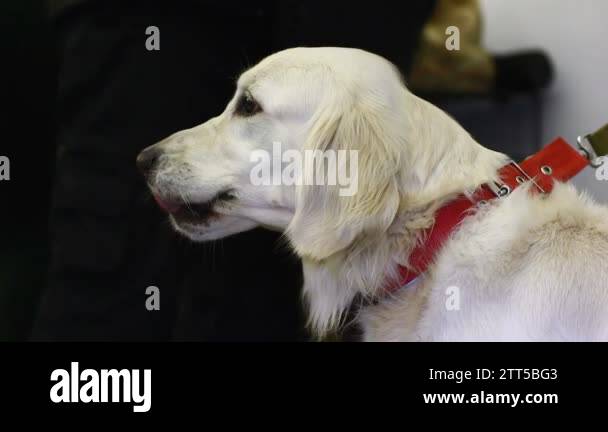 Labrador therapy dog Stock Videos & Footage - HD and 4K Video Clips - Alamy