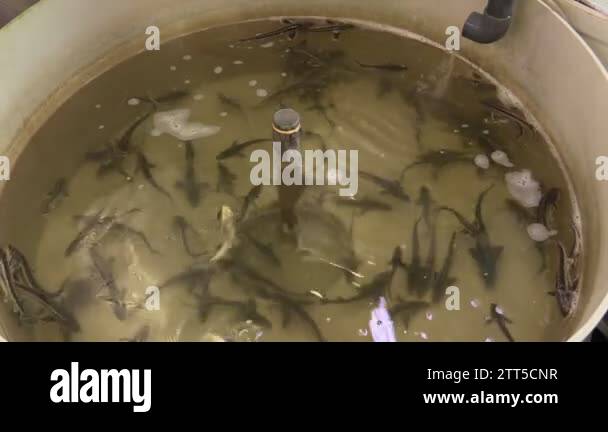Small breeding sturgeon shortnose Acipenser brevirostrumin the rescue ...