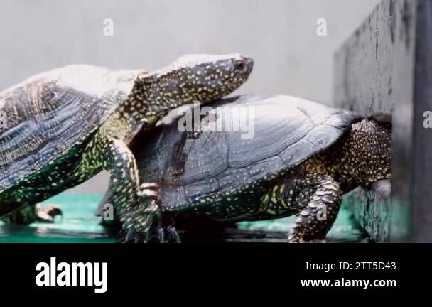 Mating green sea turtles Stock Videos & Footage - HD and 4K Video Clips ...