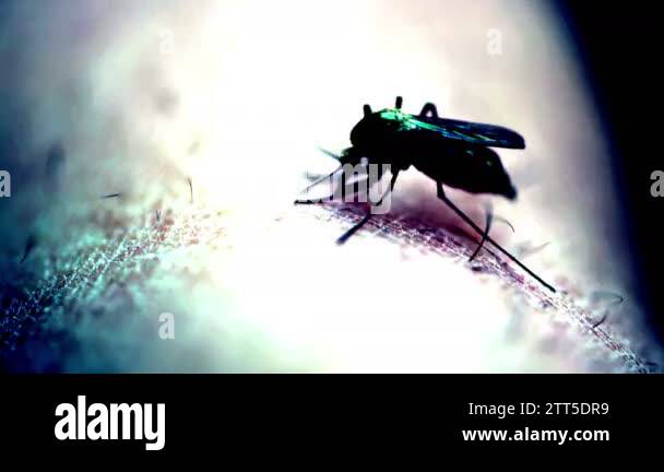 Fly skin Stock Videos & Footage - HD and 4K Video Clips - Alamy