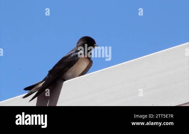 Migratory passerine bird Stock Videos & Footage - HD and 4K Video Clips ...