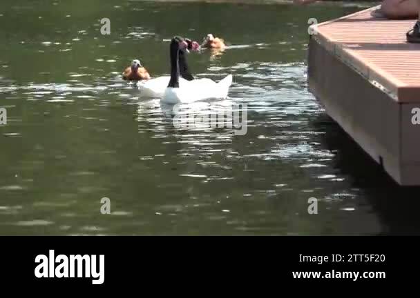 Neck dive Stock Videos & Footage - HD and 4K Video Clips - Alamy