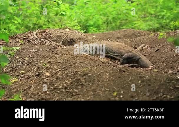 Komodo dragon digging hole Stock Videos & Footage - HD and 4K Video ...