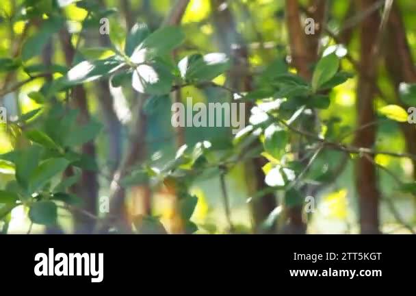 Flame tree leaves Stock Videos & Footage - HD and 4K Video Clips - Alamy