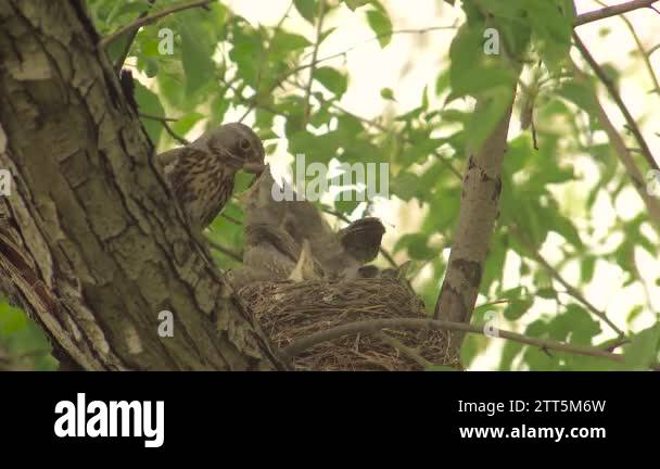 Chicks thrush fieldfare turdus Stock Videos & Footage - HD and 4K Video ...