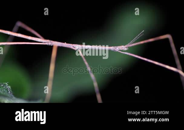 Living stick Stock Videos & Footage - HD and 4K Video Clips - Alamy