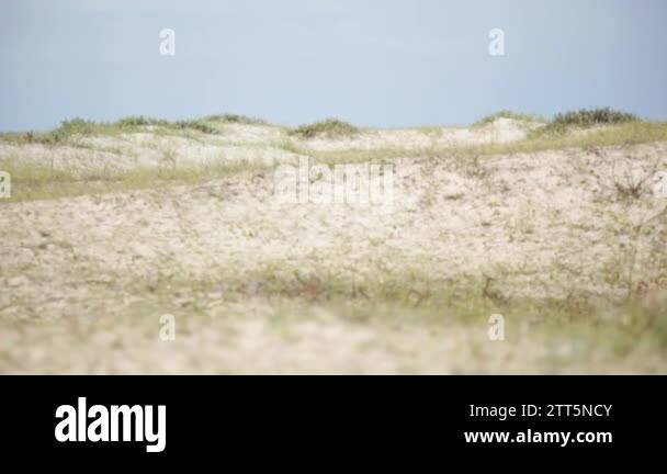 Fixed dunes Stock Videos & Footage - HD and 4K Video Clips - Alamy