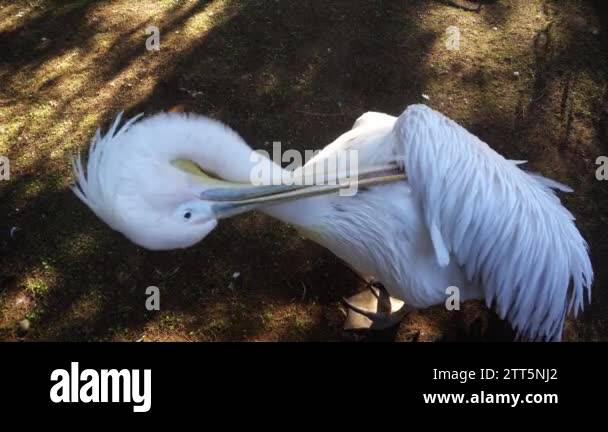 A white pelican in the park cleans feathers with his beak. The big bird ...