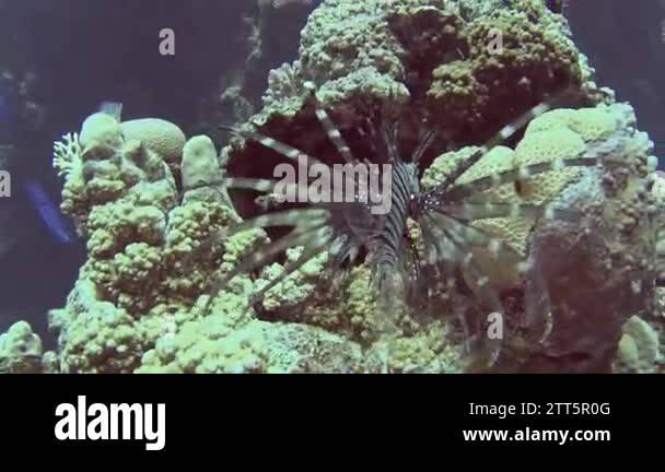 African lionfish Stock Videos & Footage - HD and 4K Video Clips - Alamy