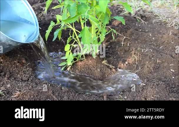 Pouring water bucket irrigation Stock Videos & Footage - HD and 4K ...