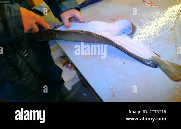Hands of worker gutting Common ling, the ling fish (Molva molva). A ...