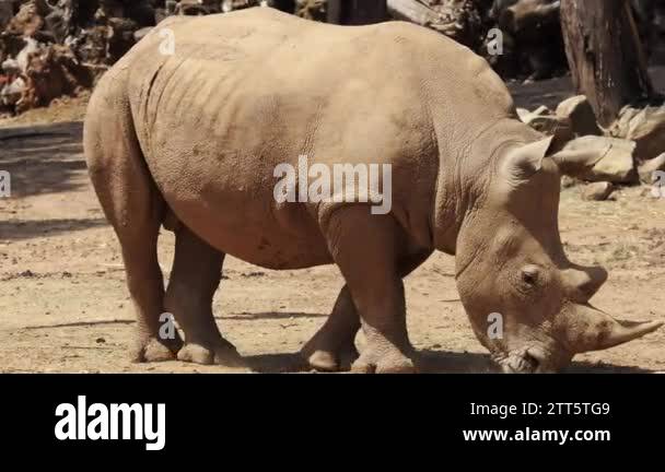 White rhinoceros or square-lipped rhinoceros (Ceratotherium simum) is ...