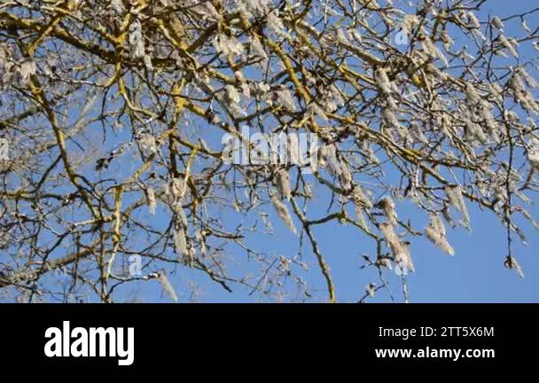 Asp tree Stock Videos & Footage - HD and 4K Video Clips - Alamy